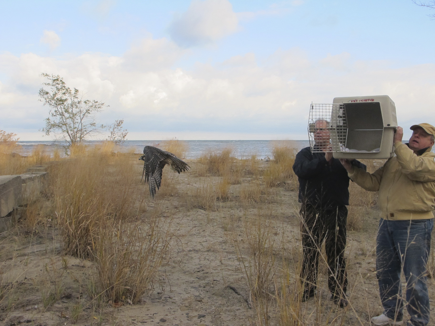 Rescued Peregrine Falcon Is Released At Cedar Beach | News, Sports ...